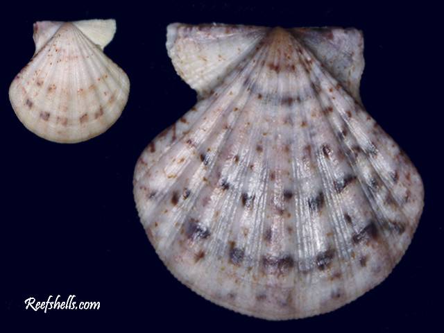 shellauction.net :: Flexopecten flexuosa - 3648231