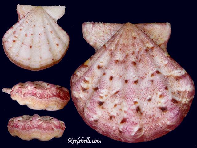 shellauction.net :: Flexopecten flexuosa pyxoidea - 3648244