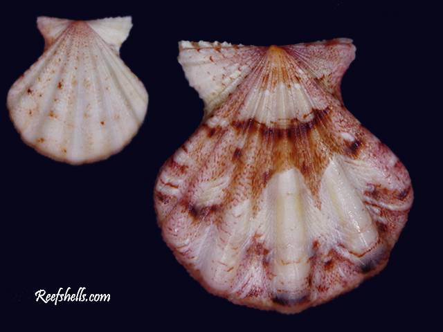 shellauction.net :: Flexopecten flexuosa pyxoidea - 3648284