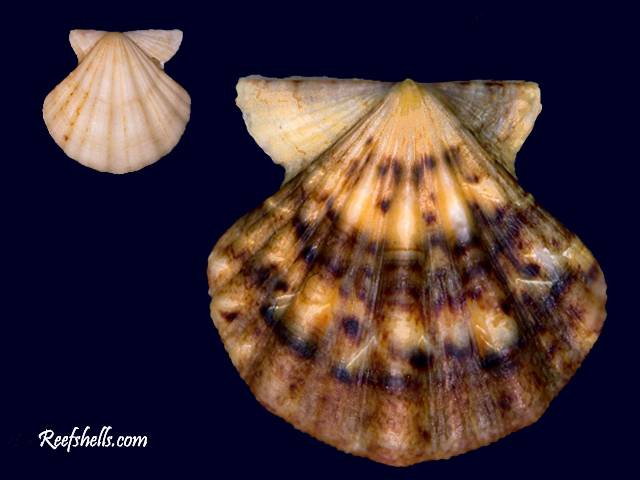 shellauction.net :: Flexopecten flexuosa - 3648291