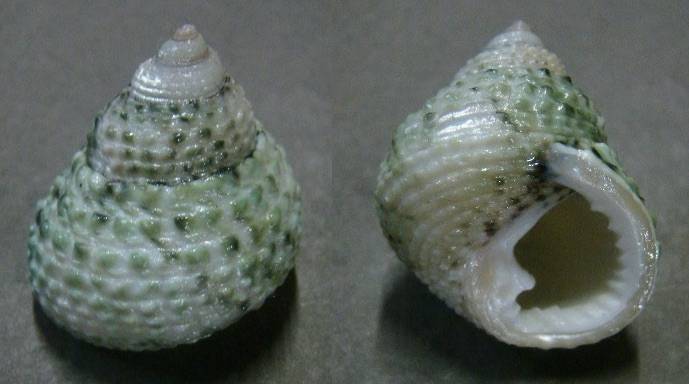 shellauction.net :: Monodonta sp. - 3648303