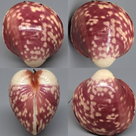 shellauction.net :: Discors multipunctatum - 3648307