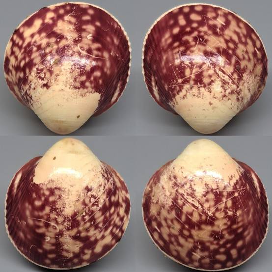 shellauction.net :: Discors multipunctatum - 3648308