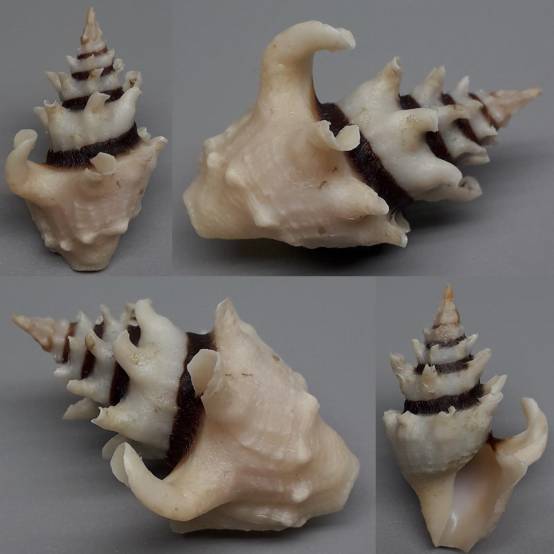 shellauction.net :: Clavus exasperatus - 3648408