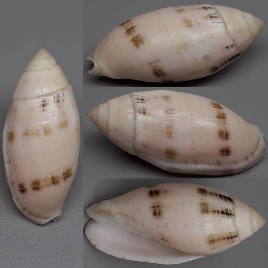 shellauction.net :: Pterygia nucea - 3648480