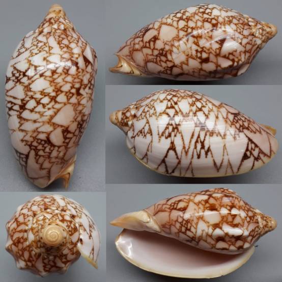 shellauction.net :: Cymbiola mariaemma - 3648552