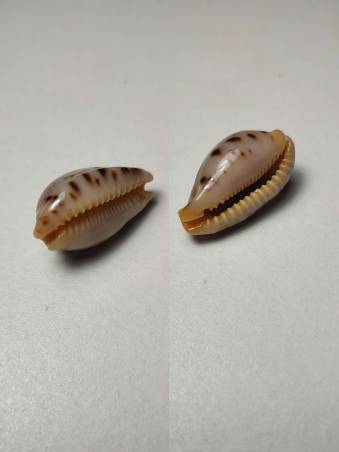 shellauction.net :: Cypraea saulae - 3648562