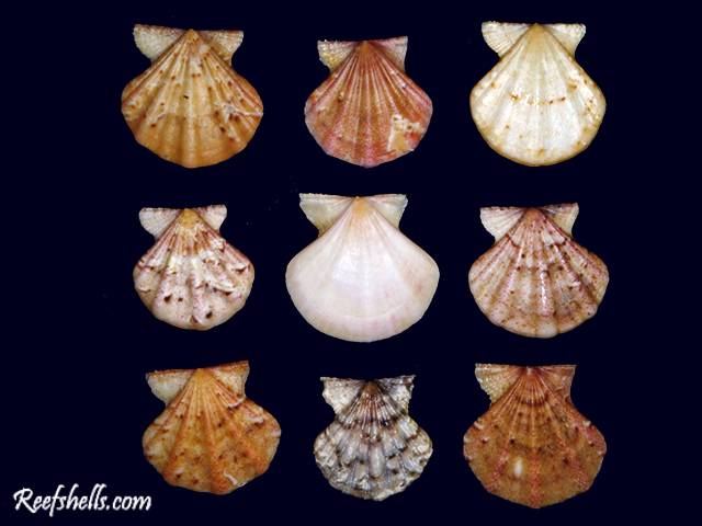 shellauction.net :: Flexopecten flexuosa - 3648575