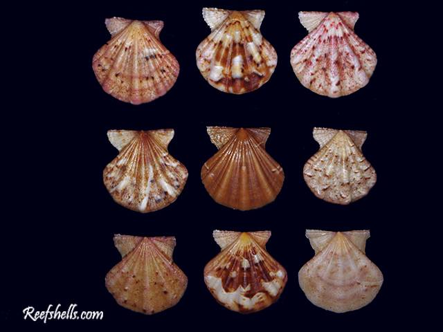 shellauction.net :: Flexopecten flexuosa - 3648580