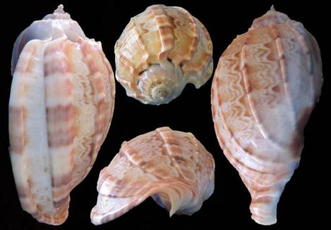 shellauction.net :: Harpa davidis - 3648619