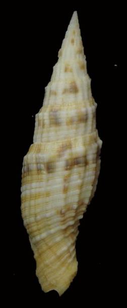 shellauction.net :: Vexillum gloriae - 3648813