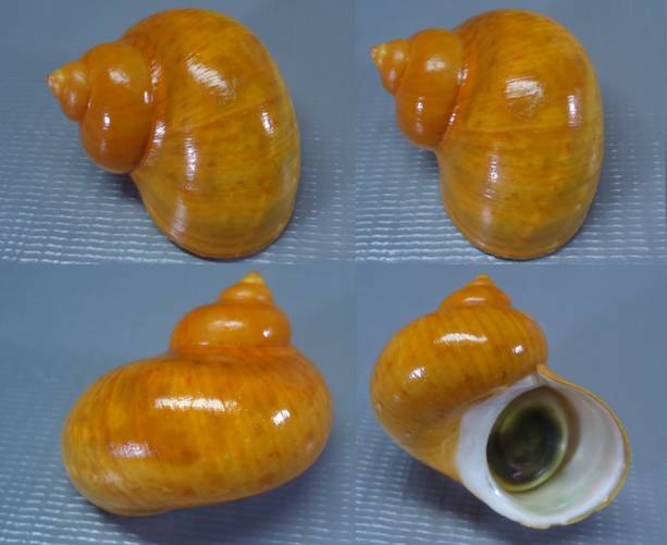 shellauction.net :: Turbo reevii - 3648890