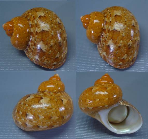 shellauction.net :: Turbo petholatus - 3648930