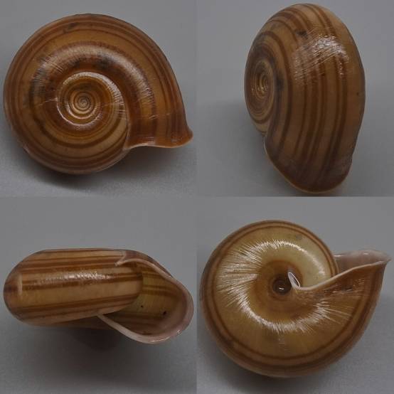 shellauction.net :: Chloritis circumdata - 3648938