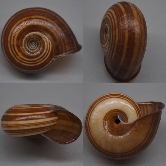 shellauction.net :: Chloritis circumdata - 3648939