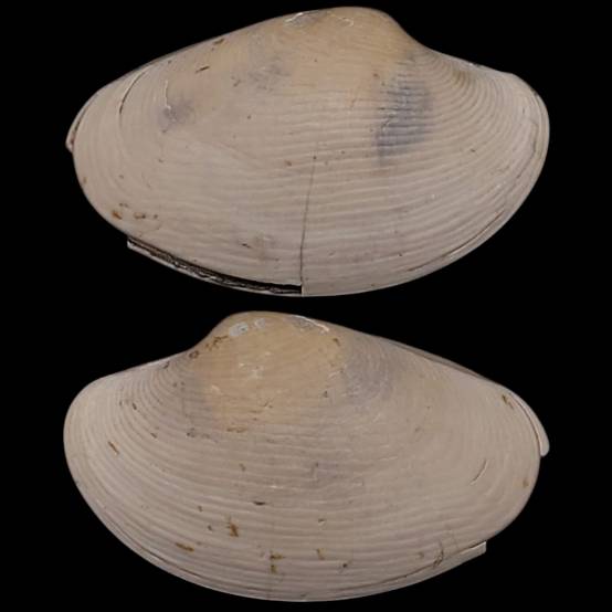 shellauction.net :: Bivalvia sp. - 3648985