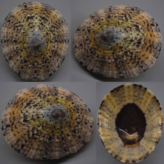 shellauction.net :: Patella sp. - 3649028