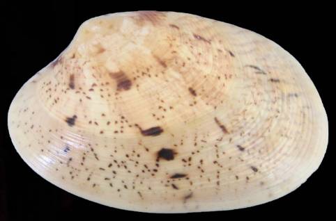 shellauction.net :: Tapes sulcarius - 3649058