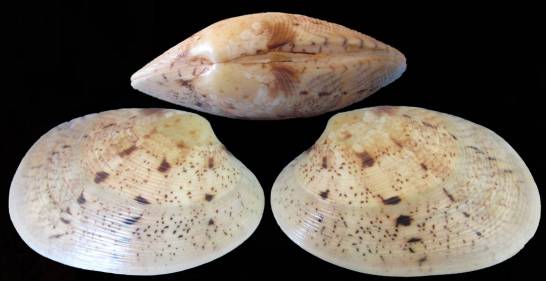 shellauction.net :: Tapes sulcarius - 3649058