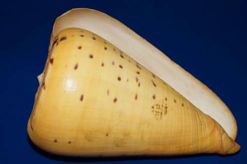 shellauction.net :: Conus betulinus - 3649064