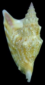 shellauction.net :: Euprotomus vomer vomer - 3649161