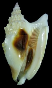 shellauction.net :: Euprotomus vomer vomer - 3649161