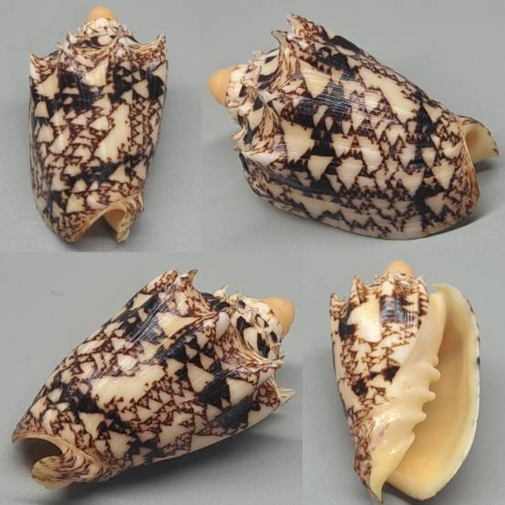 shellauction.net :: Cymbiola chrysostoma - 3649578