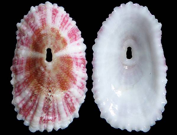 shellauction.net :: Fissurella cf. salvatiana - 3649619