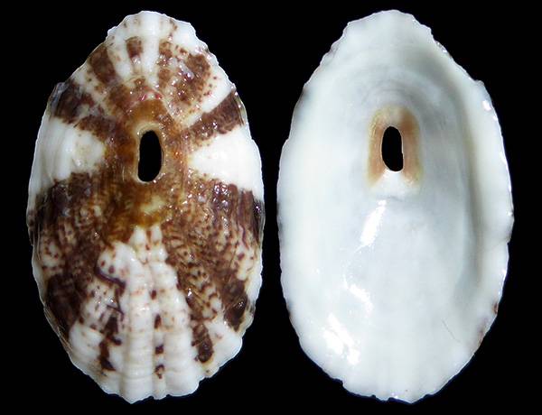 shellauction.net :: Fissurella cf. schrammii - 3649623