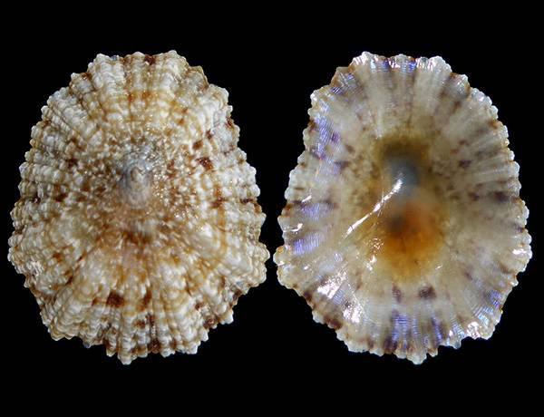 shellauction.net :: Patella caerulea - 3649636