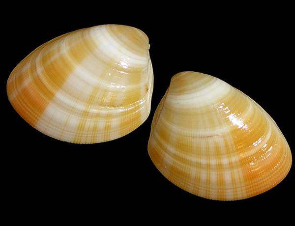 shellauction.net :: Nucula hanleyi - 3649640