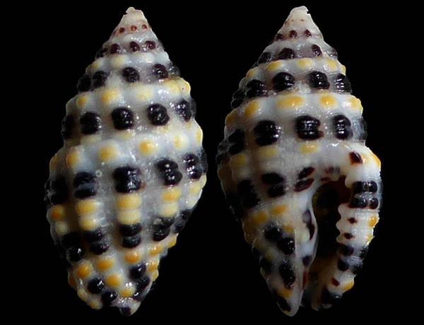 shellauction.net :: Engina sp. - 3649698