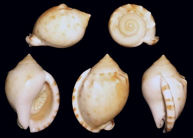 shellauction.net :: Semicassis labiata form collactea - 3649773