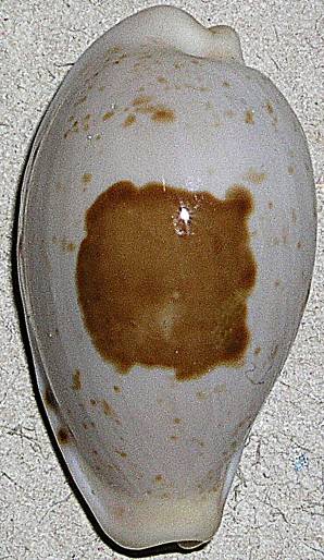 shellauction.net :: Cypraea saulae nugata - 3649789