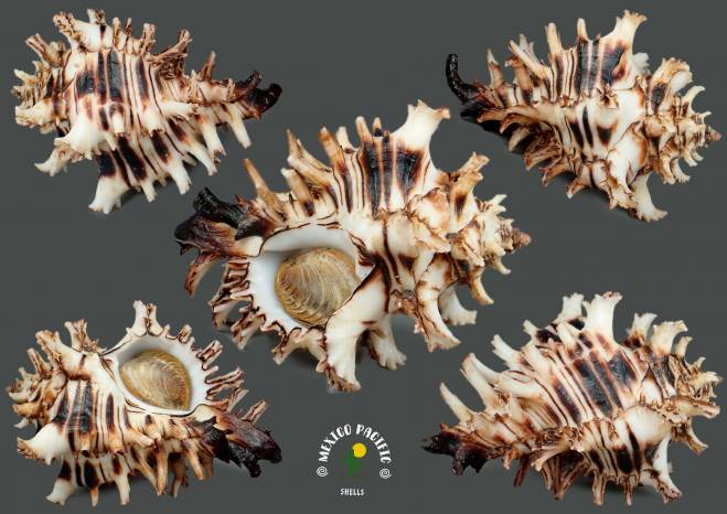 shellauction.net :: Hexaplex princeps - 3649828