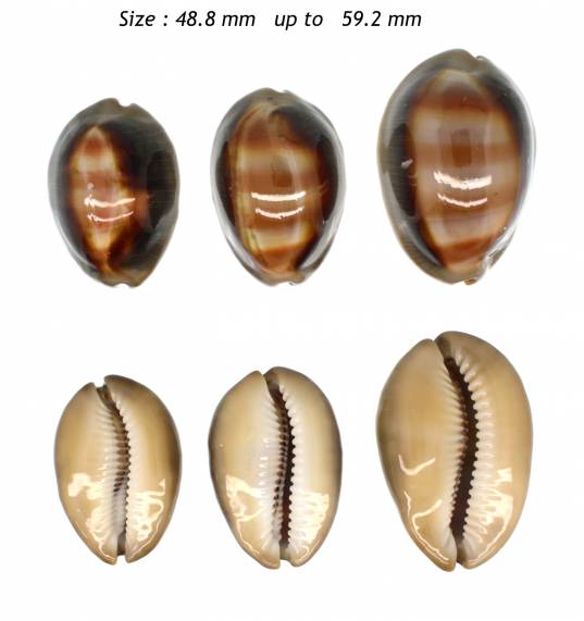 shellauction.net :: Lyncina ventriculus - 3649837