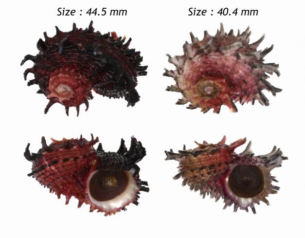 shellauction.net :: Angaria aculeata - 3649847