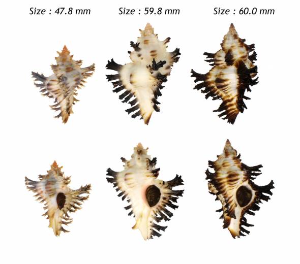 shellauction.net :: Chicoreus brunneus brunneus - 3649854