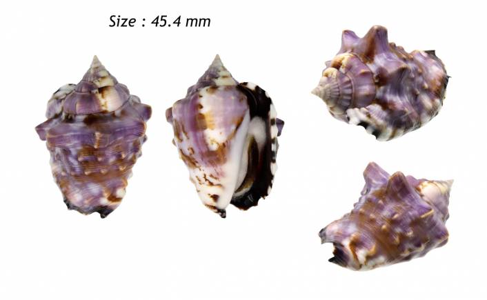 shellauction.net :: Lentigo pipus - 3649928