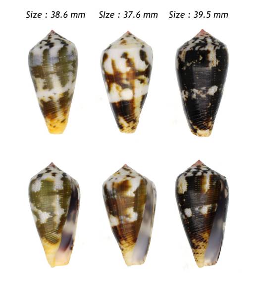 shellauction.net :: Conus metcalfii - 3649934