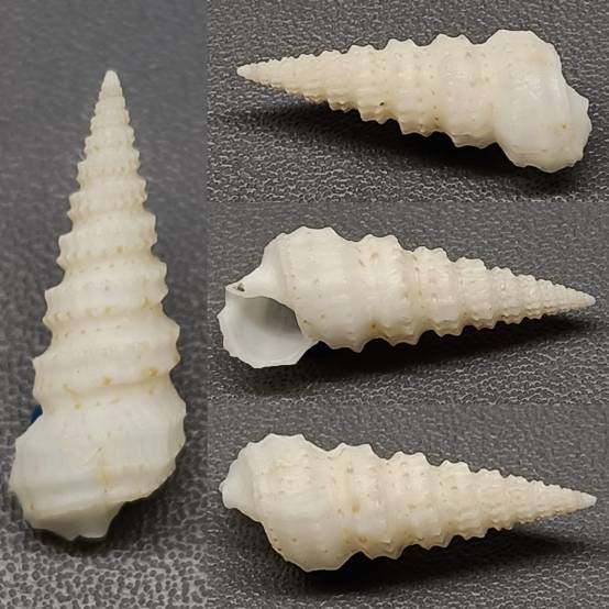 shellauction.net :: Opalia sp. - 3650033