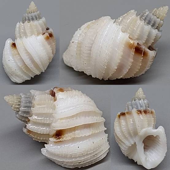 shellauction.net :: Scalptia sp. - 3650037