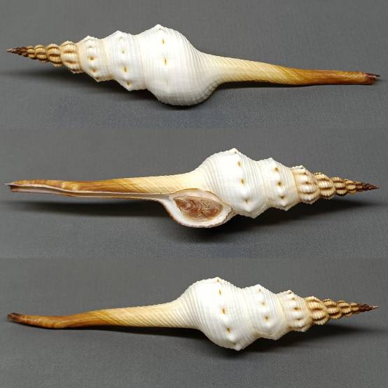 shellauction.net :: Fusinus forceps - 3650058