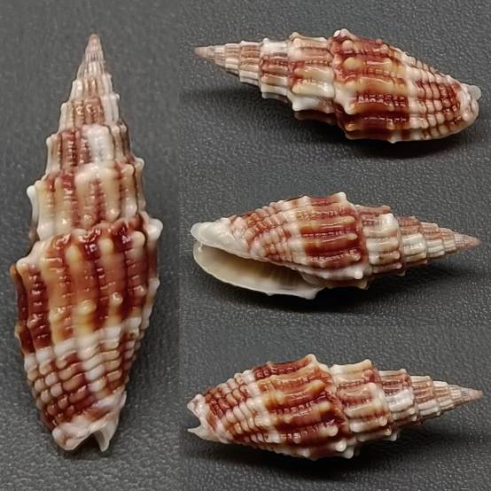 shellauction.net :: Vexillum cookorum - 3650075