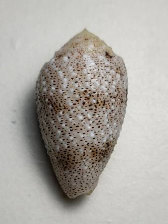 shellauction.net :: Conus arenatus f. granulata - 3650127