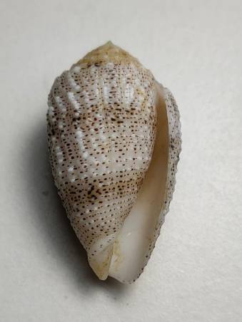 shellauction.net :: Conus arenatus f. granulata - 3650127