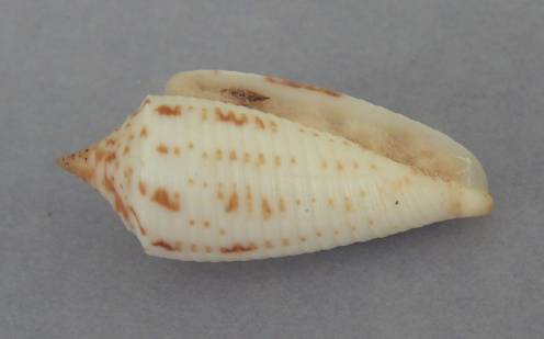 shellauction.net :: Conus alabaster - 3650187