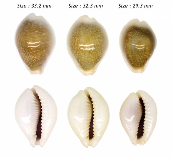 shellauction.net :: Naria miliaris - 3650278