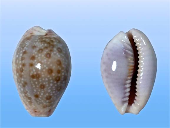 shellauction.net :: Naria marginalis - 3650292