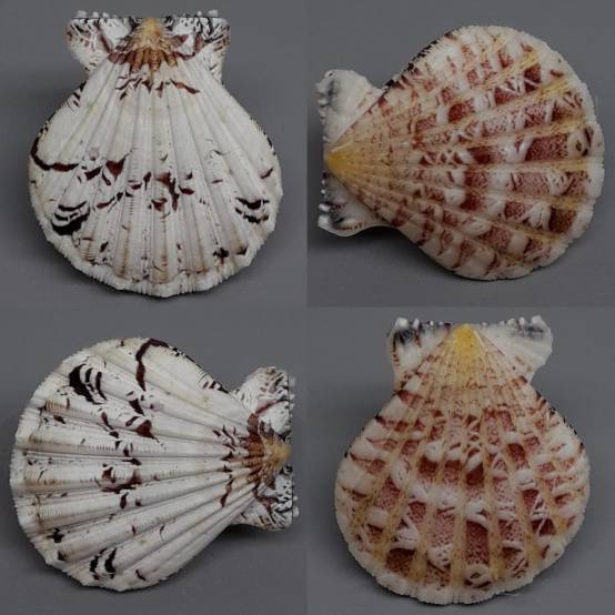 shellauction.net :: Bractechlamys vexillum - 3650337